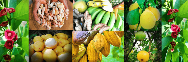 agrobiodiversidad - Acicafoc